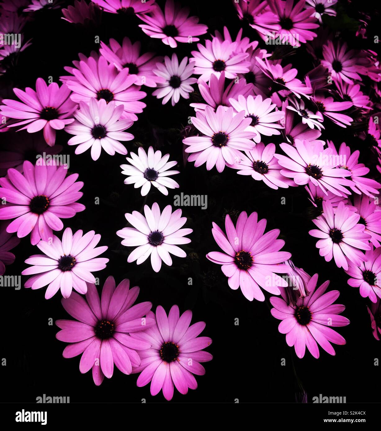 Roadside spring bloom Stock Photo - Alamy