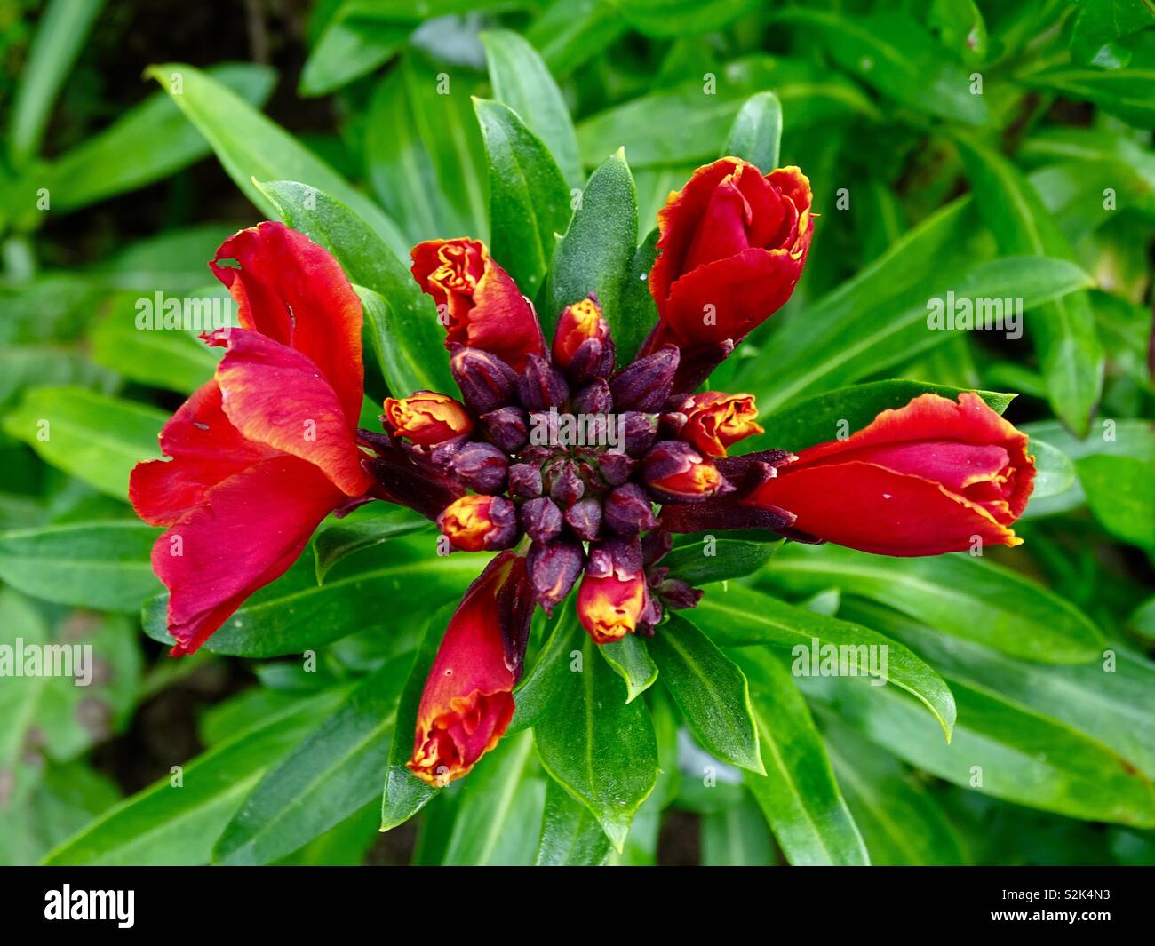 Red wallflowers hi-res stock photography and images - Alamy