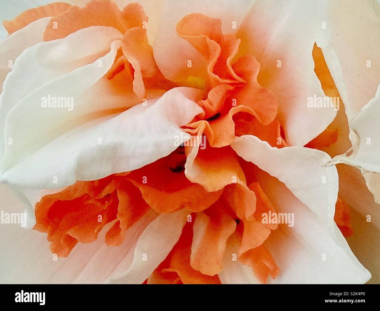Unusual variation of daffodil hi-res stock photography and images - Alamy