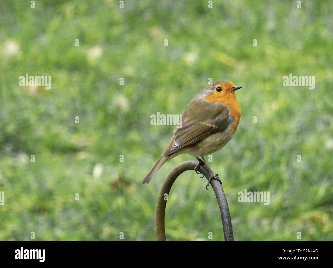 Little red robin hi-res stock photography and images - Alamy