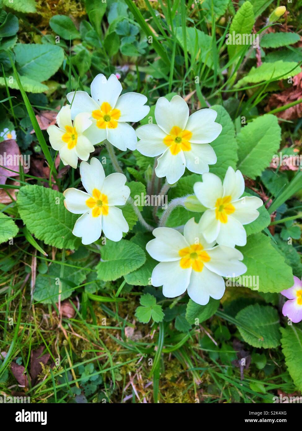 Primrose (Primula vulgaris), late March Stock Photo - Alamy