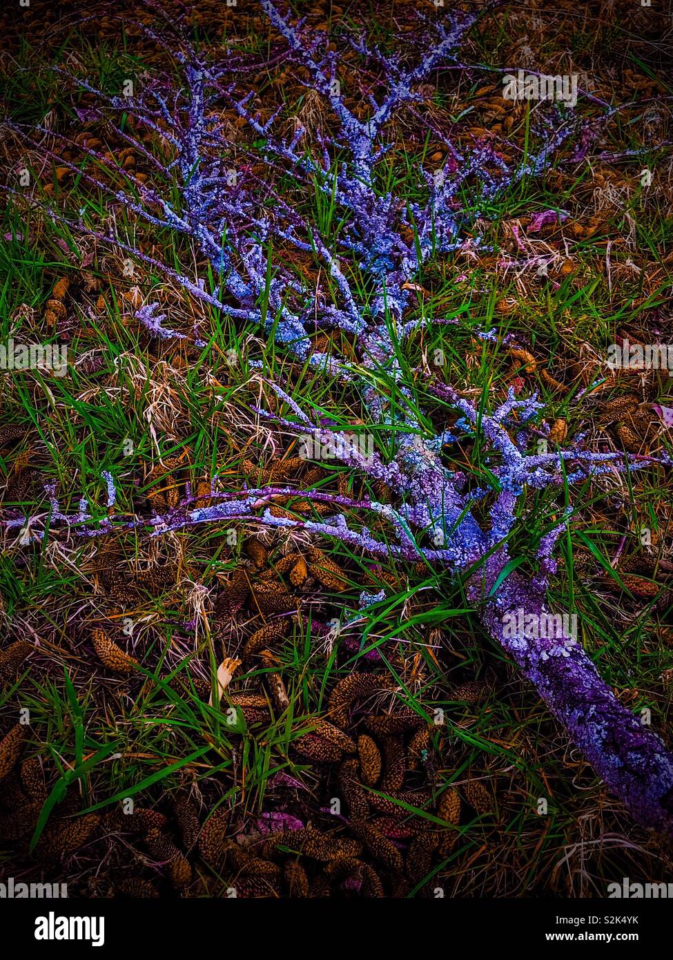 Colorful photo of dead tree branch on the ground Stock Photo - Alamy