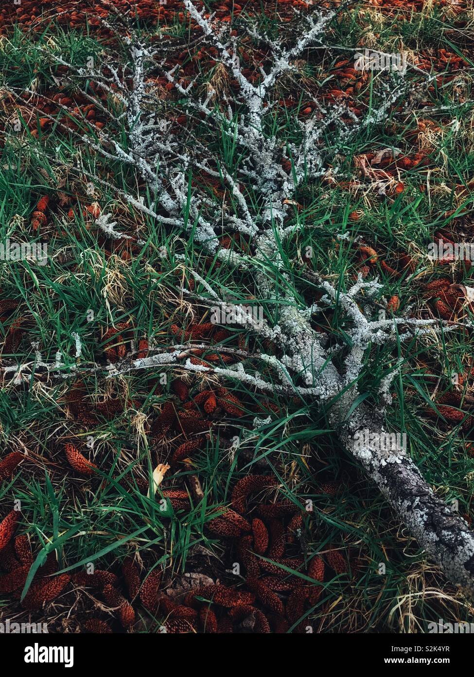 Dead tree branch hi-res stock photography and images - Alamy