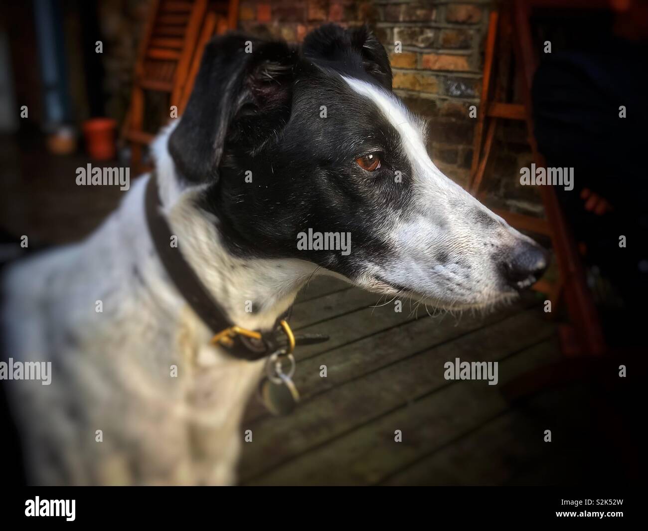 Lurcher dog head hi-res stock photography and images - Alamy