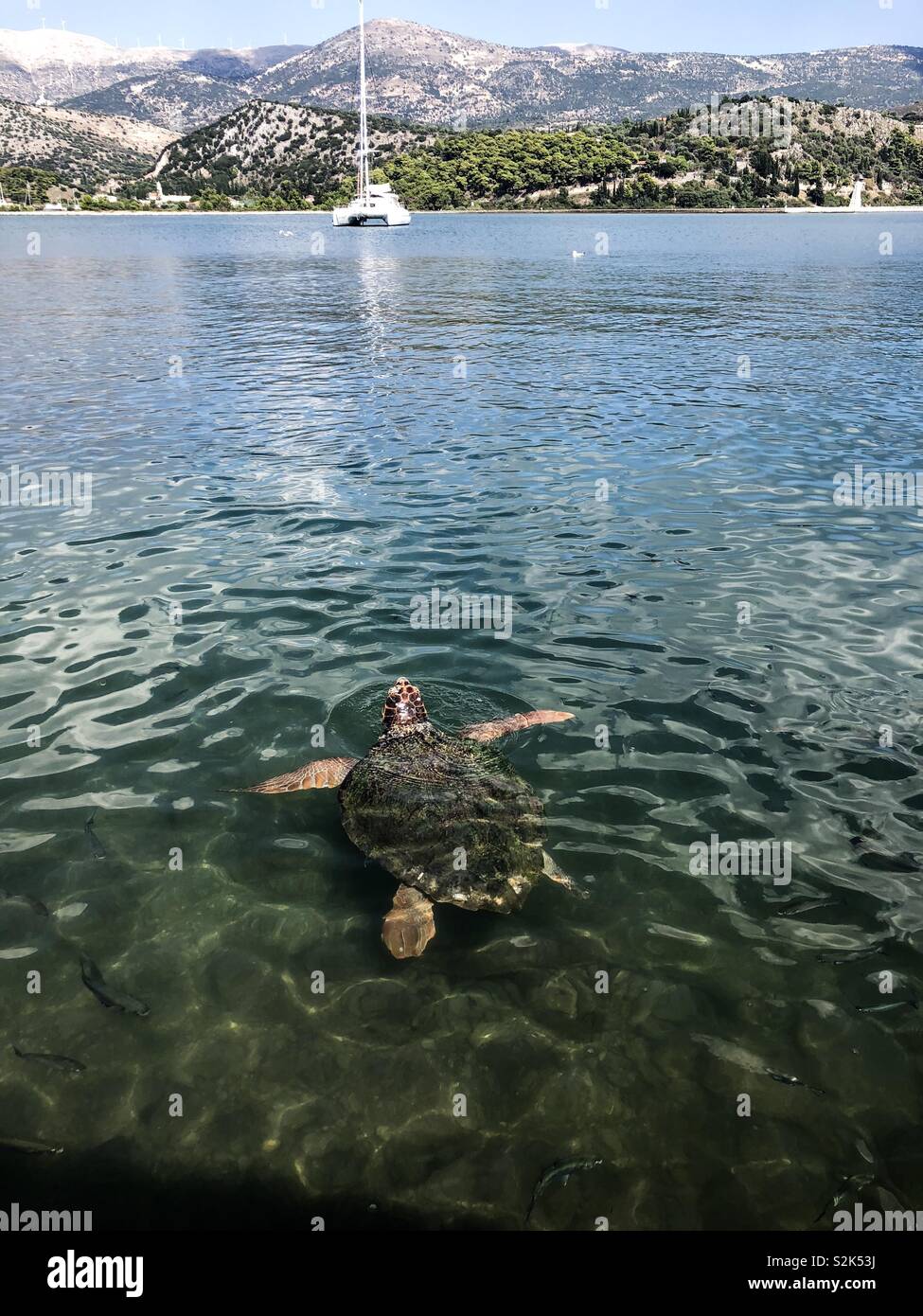 Turtle Greece High Resolution Stock Photography and Images - Alamy