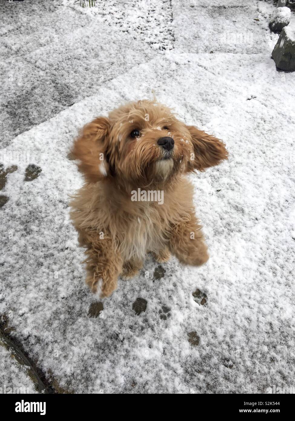 Cavapoo puppy hi-res stock photography and images - Alamy