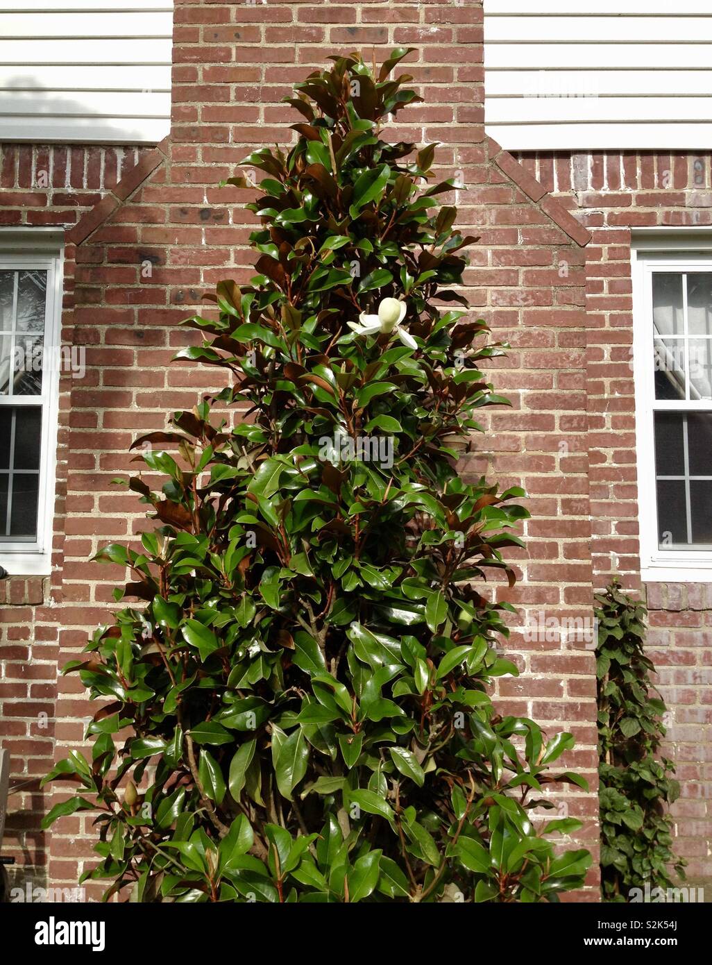 Magnolia Tree Full Bloom High Resolution Stock Photography and Images ...