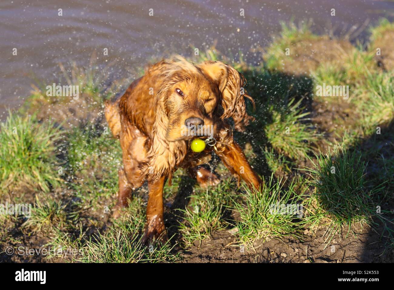 Milo shaking off the water Stock Photo - Alamy