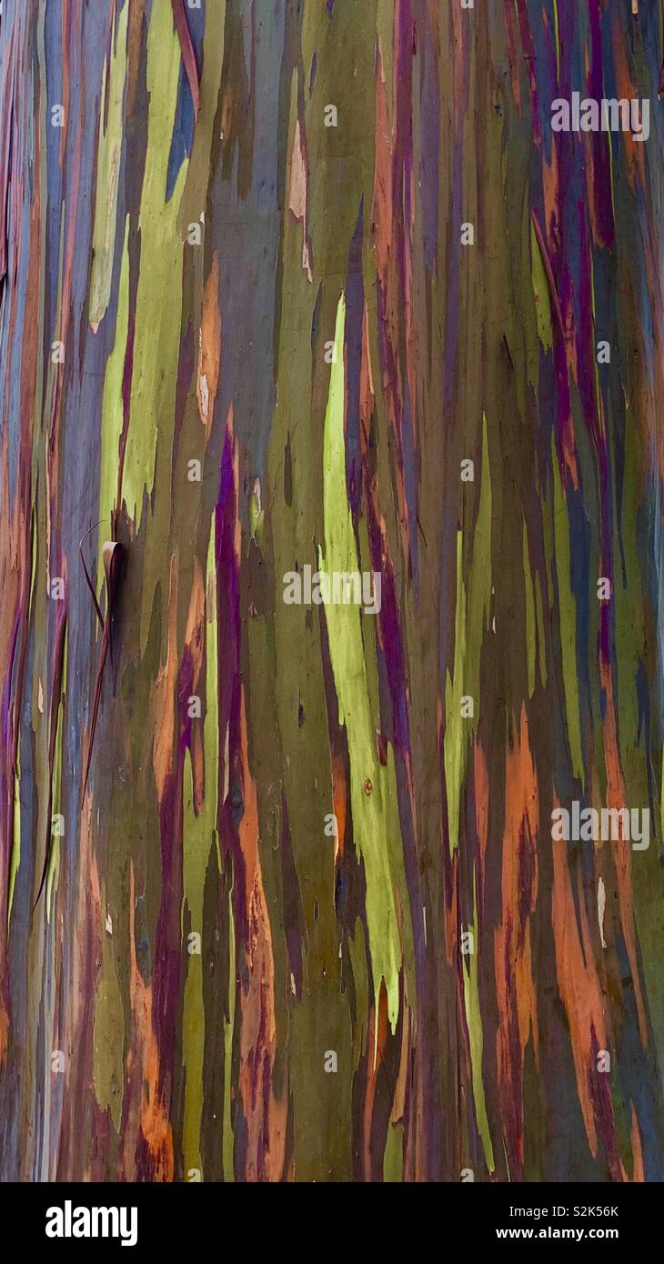 Rainbow eucalyptus hi-res stock photography and images - Alamy