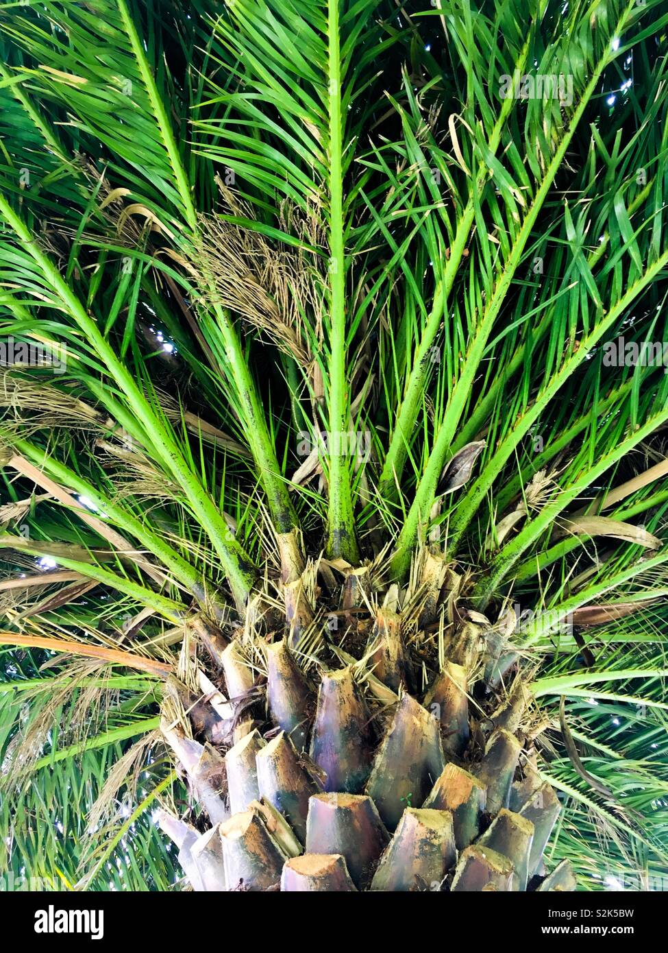 Green palm tree branches hi-res stock photography and images - Alamy