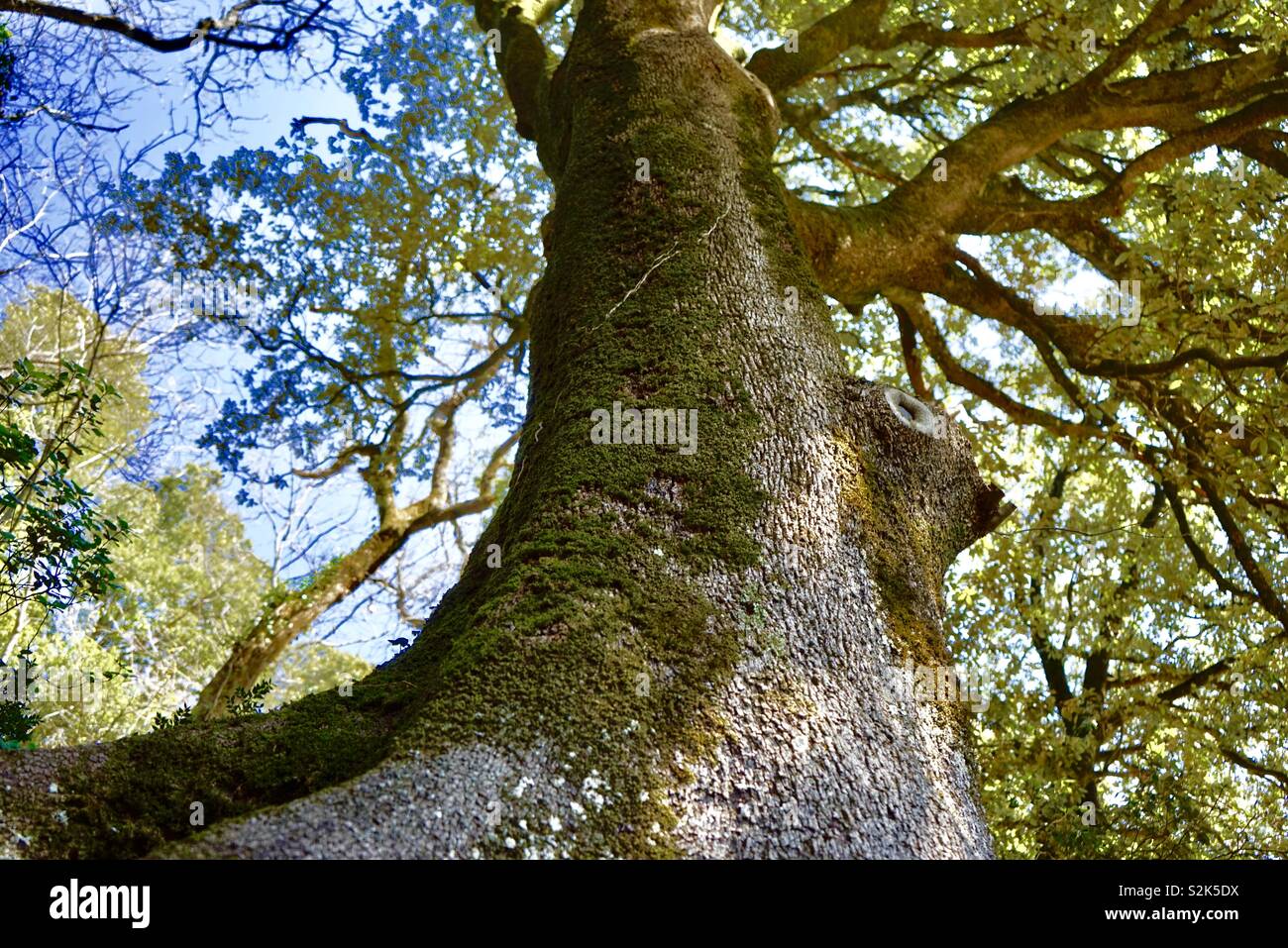 Quercia bosco hi-res stock photography and images - Alamy