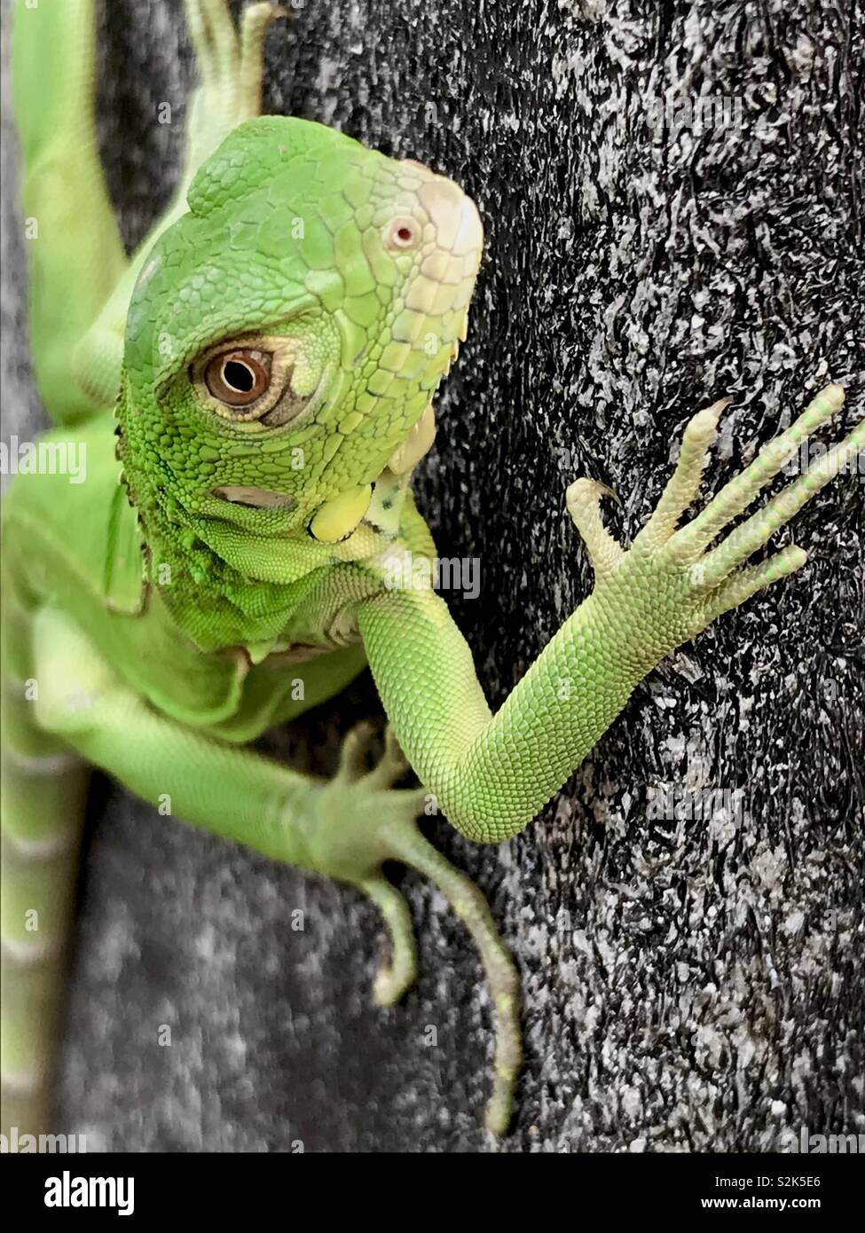 Beautiful natural iguana Stock Photo - Alamy