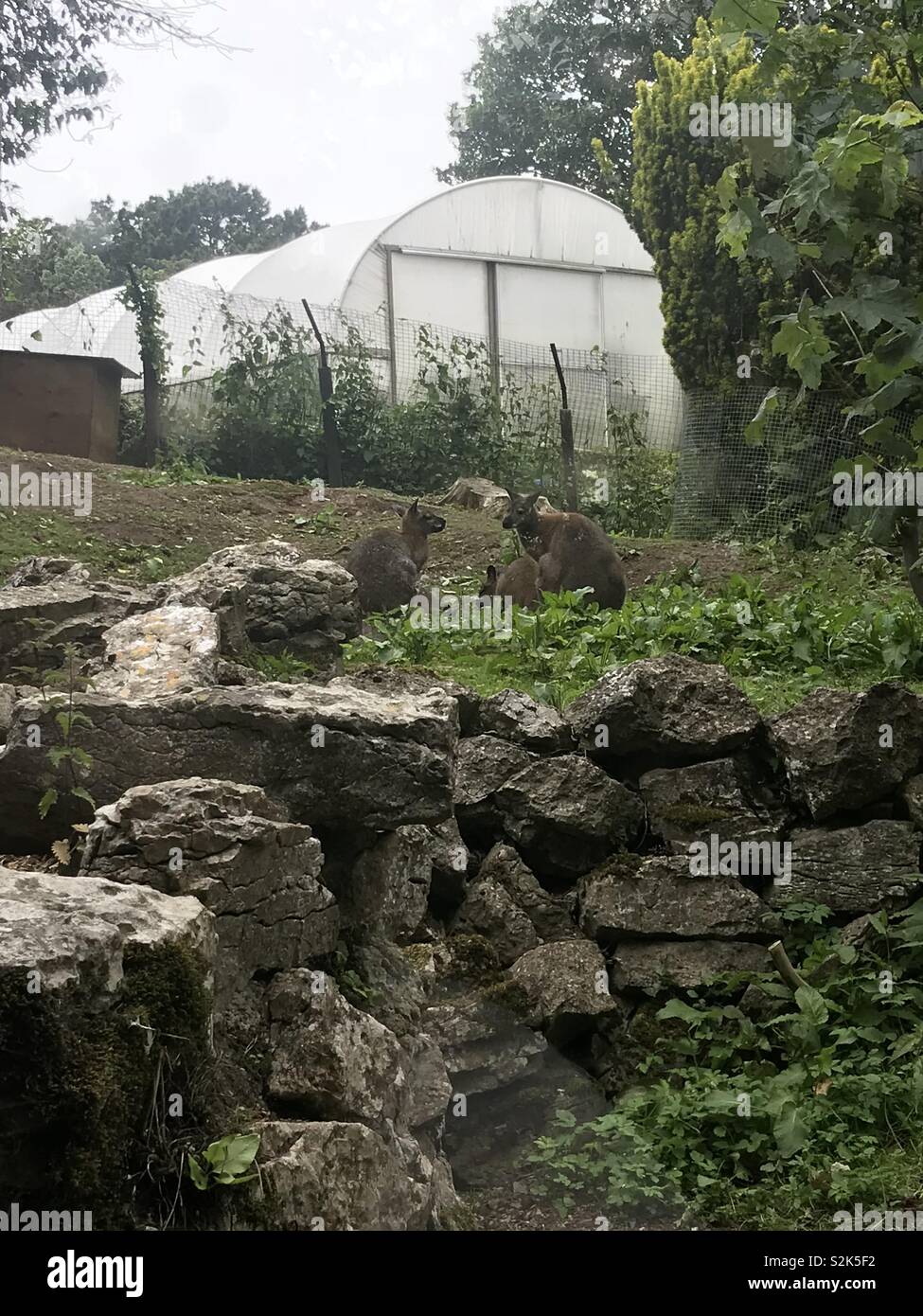 Kangaroo enclosure hi-res stock photography and images - Alamy