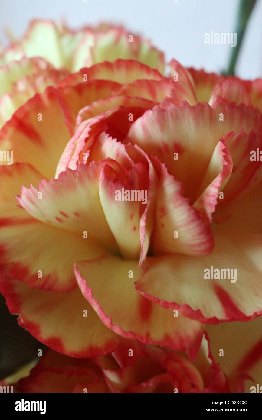 Yellow and Red Carnation Stock Photo - Alamy