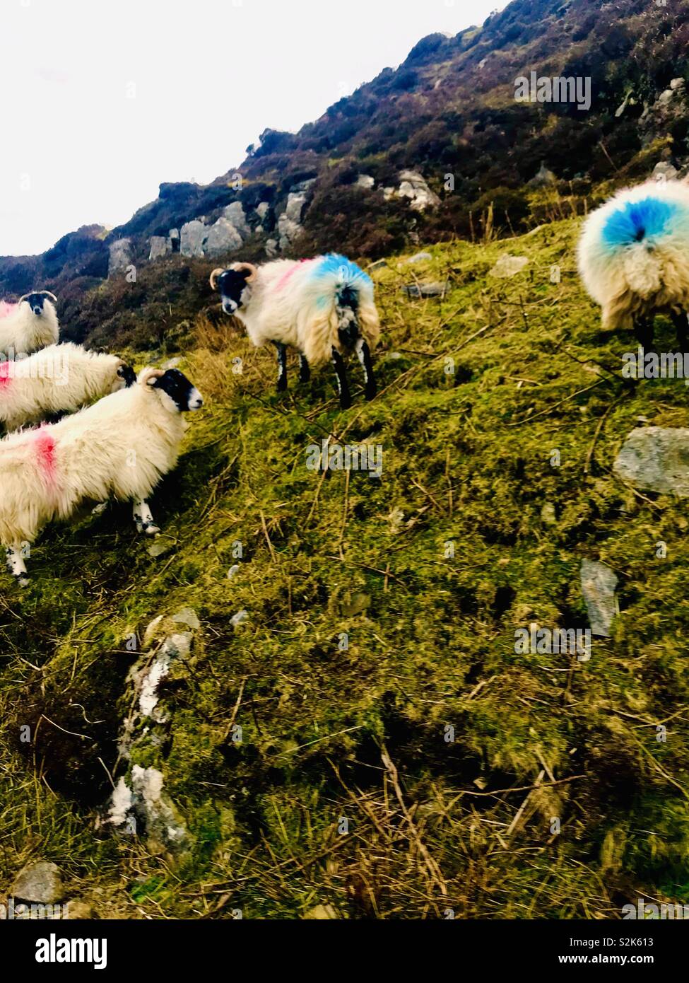 Isle of harris sheep hi-res stock photography and images - Alamy