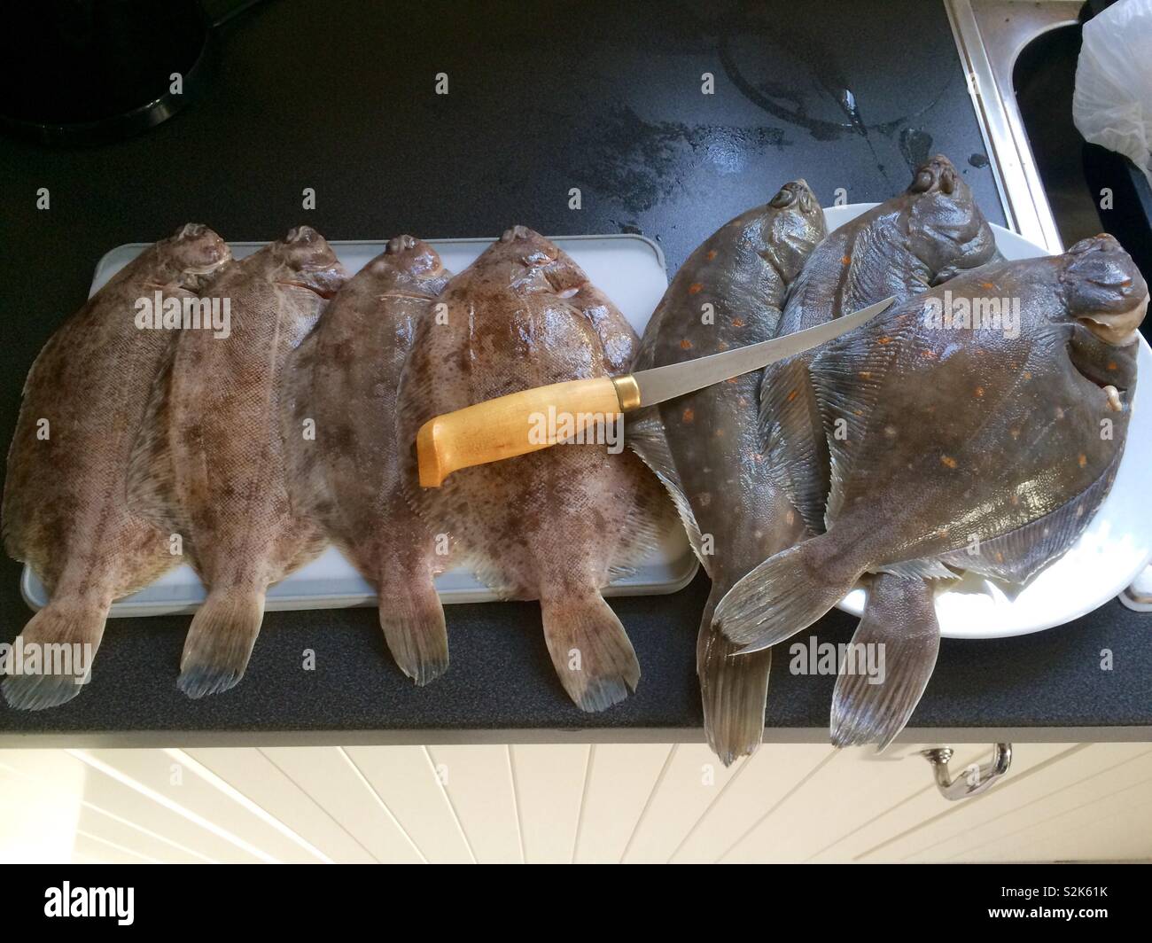 Flatfishes hi-res stock photography and images - Alamy