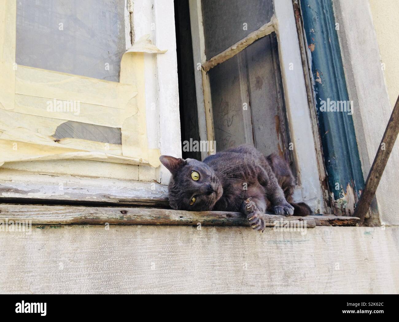 Playful kitty showing its claws Stock Photo - Alamy