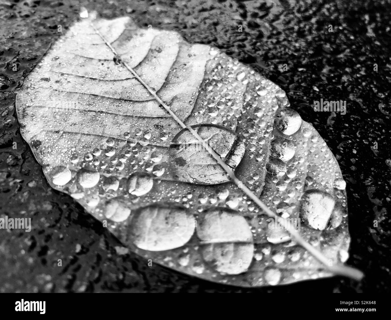 Rain on leaf hi-res stock photography and images - Alamy