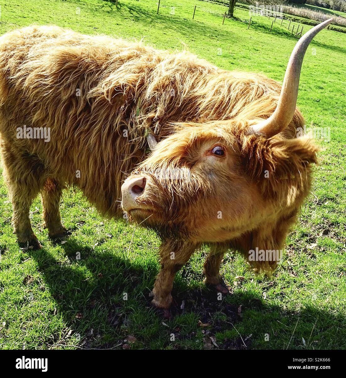 Scratchy animal hi-res stock photography and images - Alamy