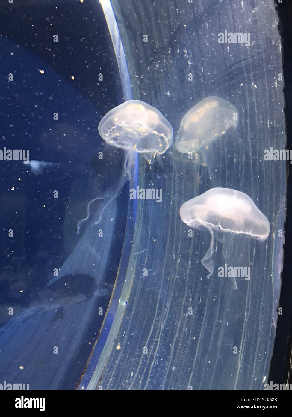 Multiple jellyfish hi-res stock photography and images - Alamy