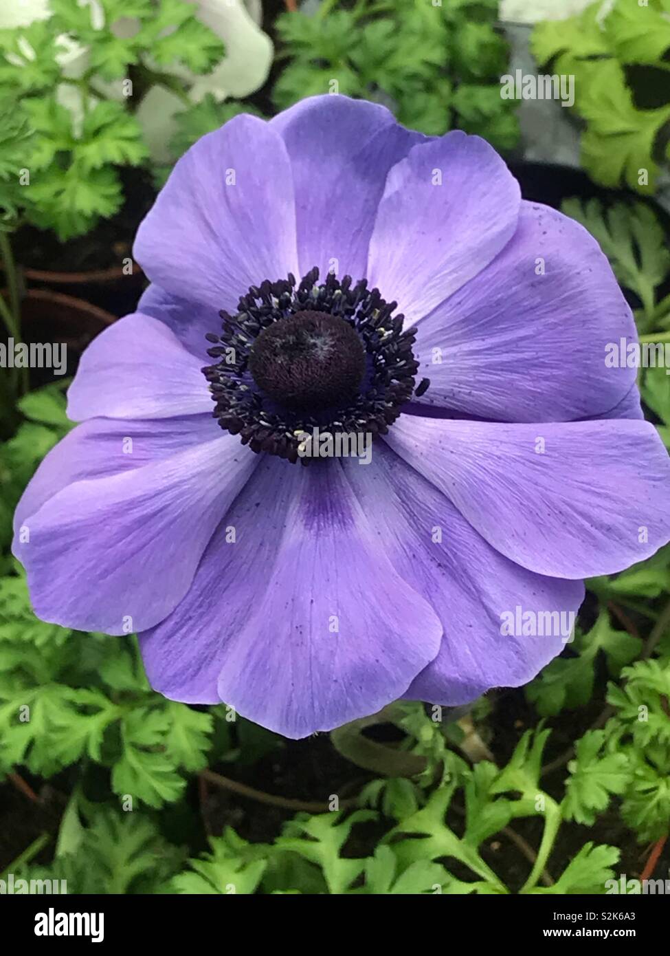 Purple Anemones High Resolution Stock Photography and Images - Alamy