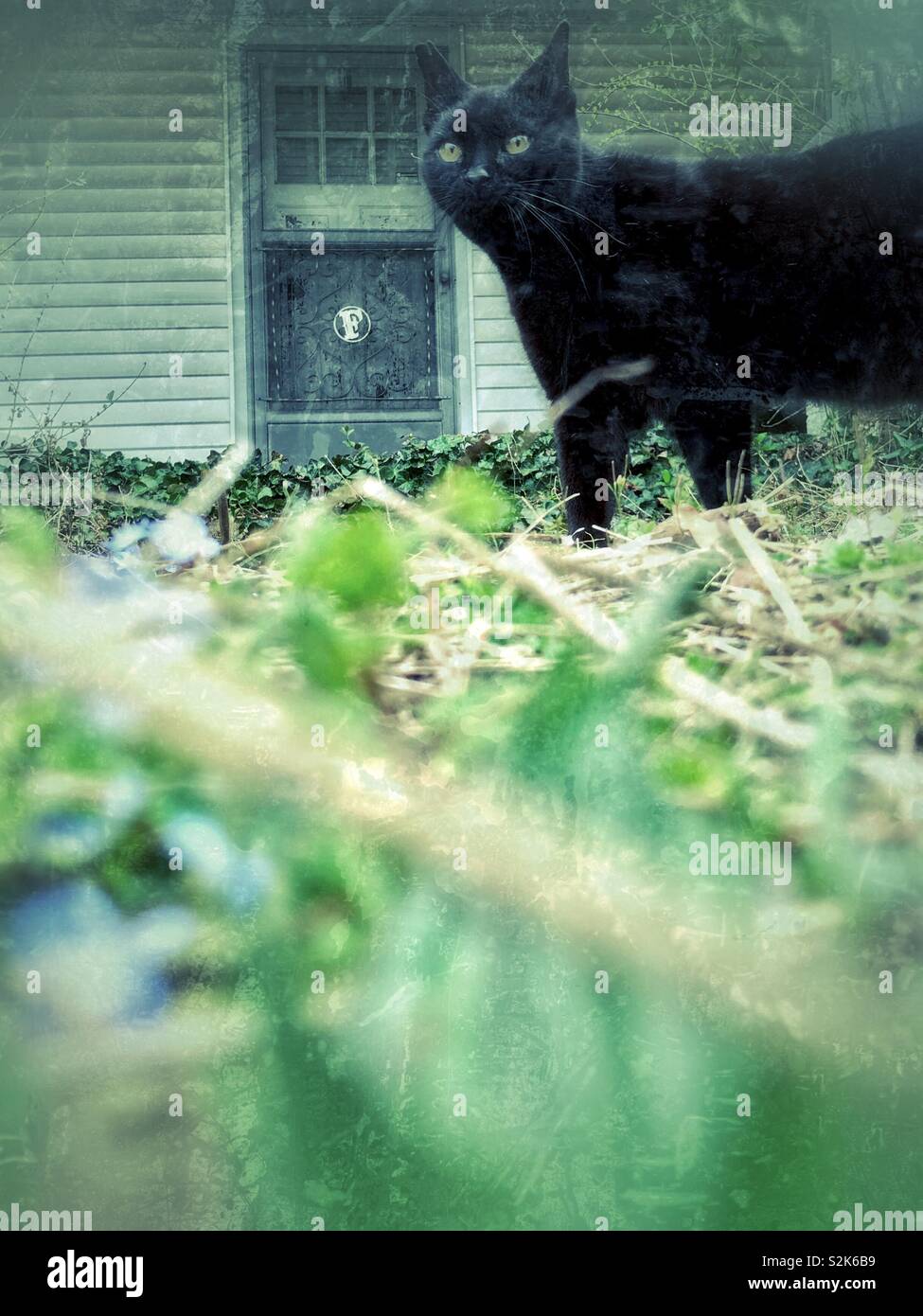 Grunge photo of black cat near front door of old farmhouse Stock Photo ...