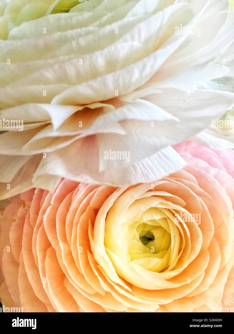 Flower formation hi-res stock photography and images - Alamy