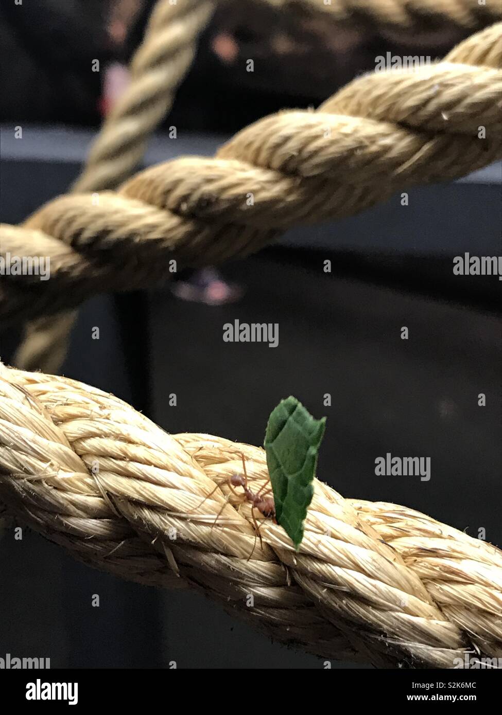 Carrying rope hi-res stock photography and images - Alamy