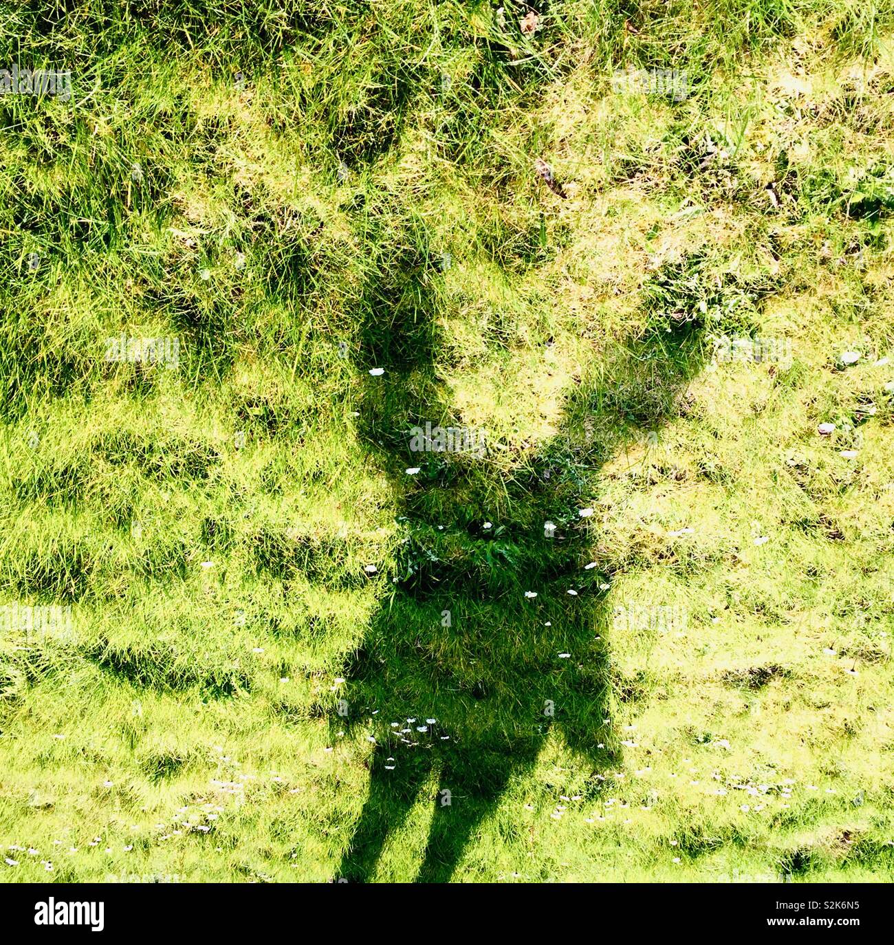 Man pointing shadow on grass Stock Photo - Alamy