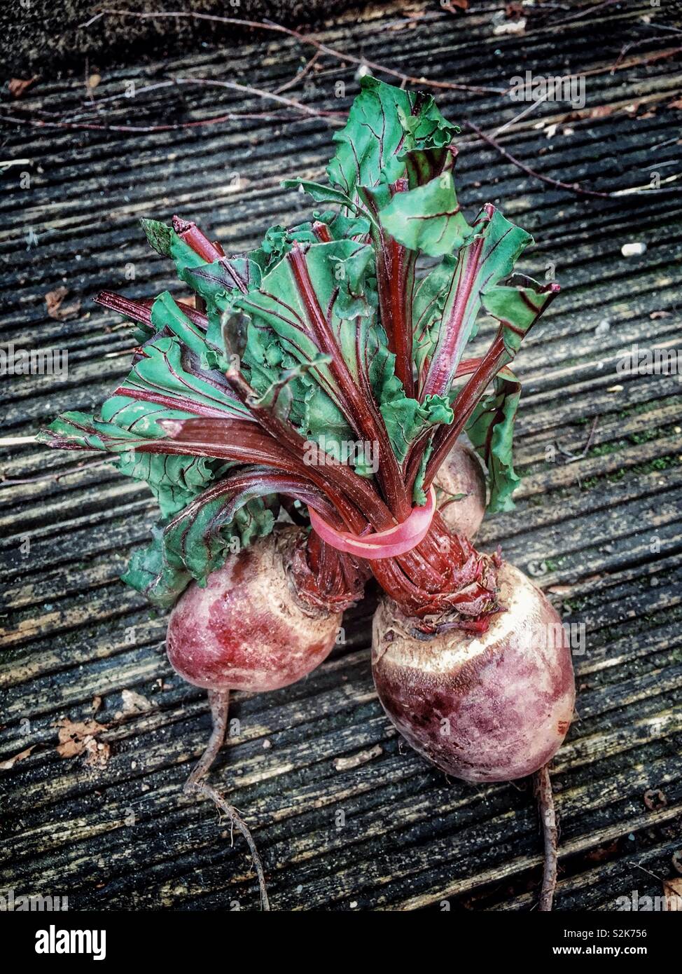 A bunch of raw beetroot a, with leaves, on wooden decking Stock Photo ...