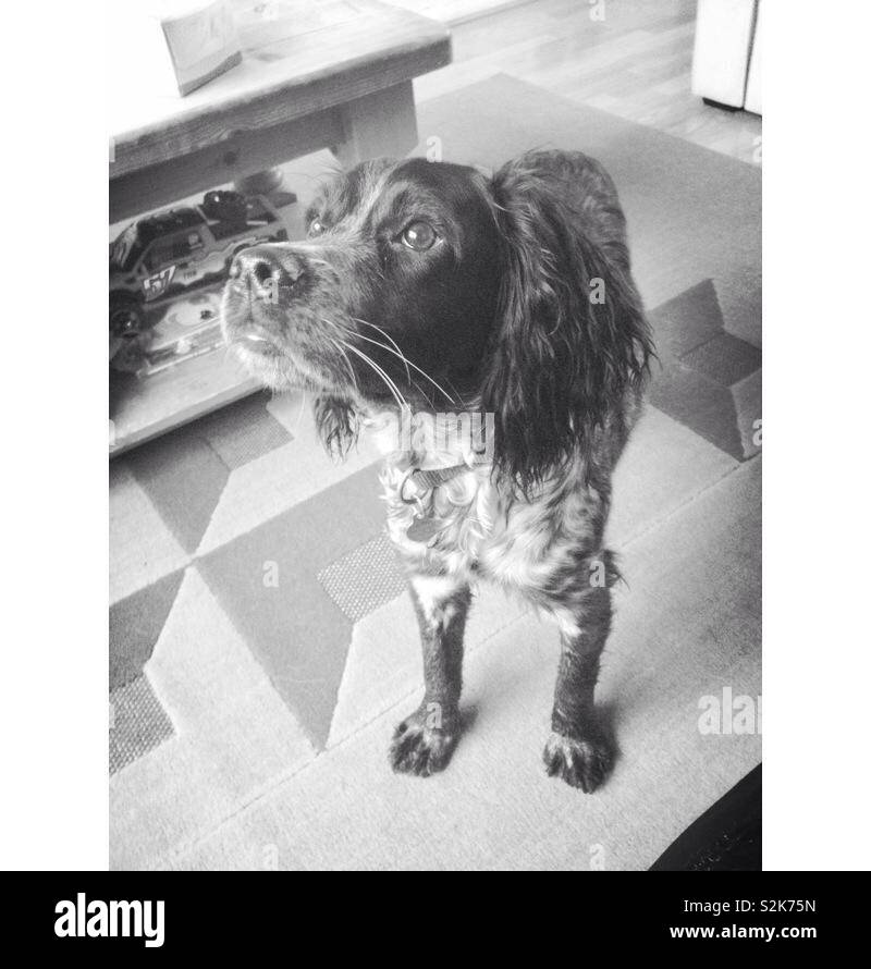 Working Cocker Spaniel Stock Photo - Alamy