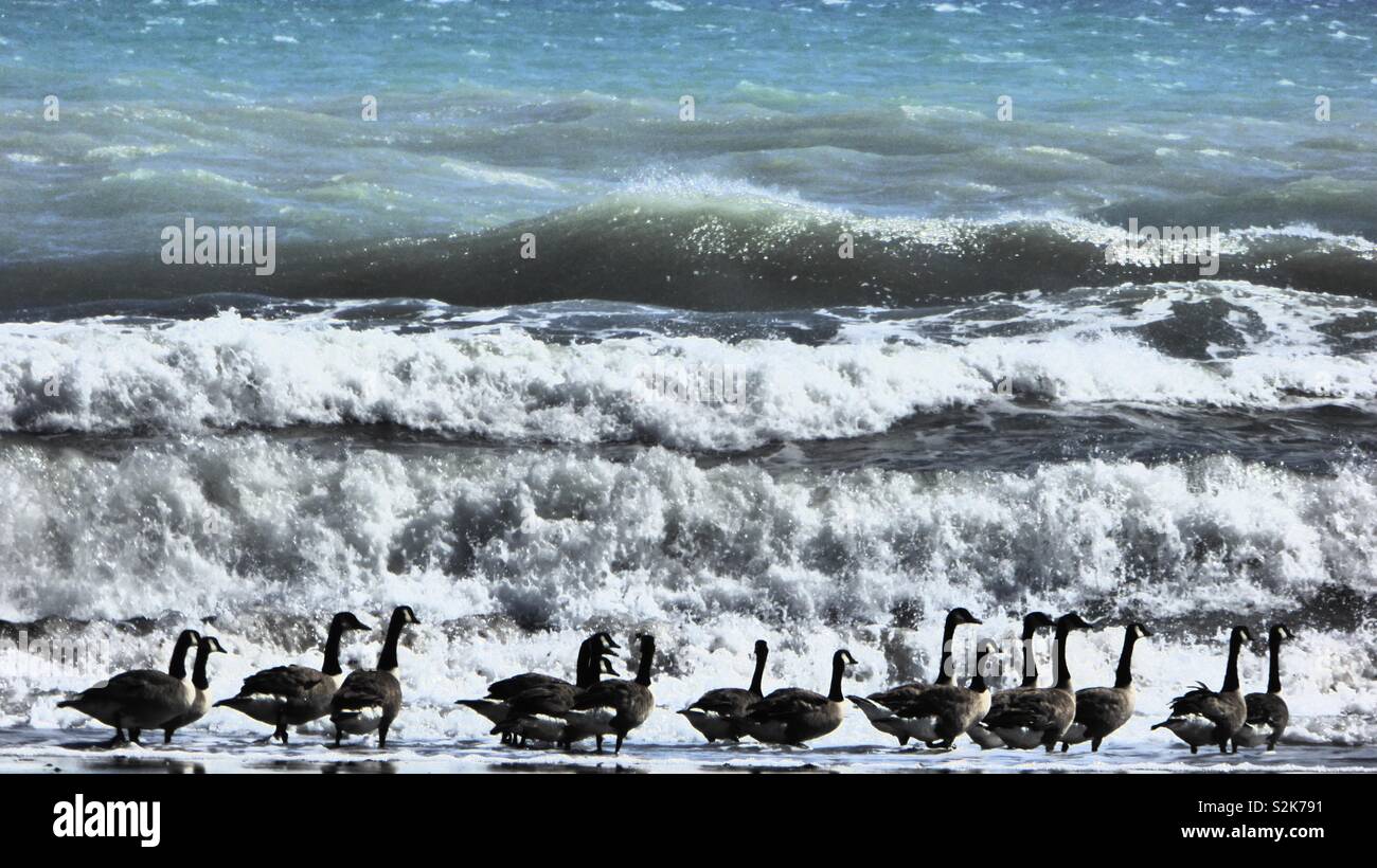 A row of Canadian geese in the shoreline on Farewell Spit, New Zealand ...