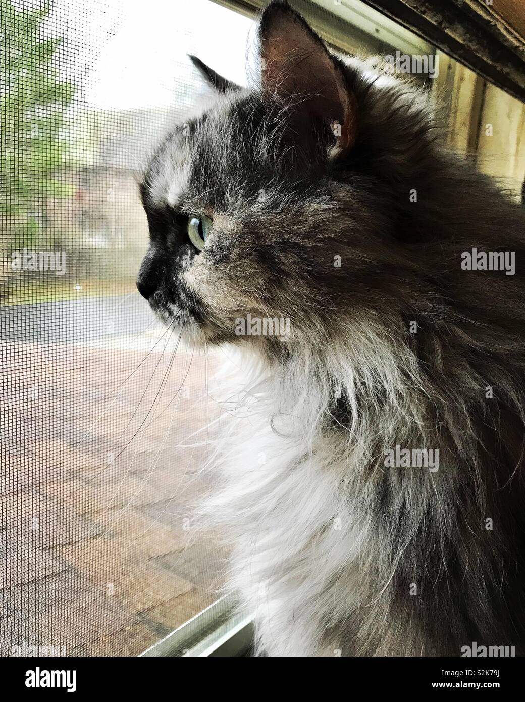 Layla gray hi-res stock photography and images - Alamy