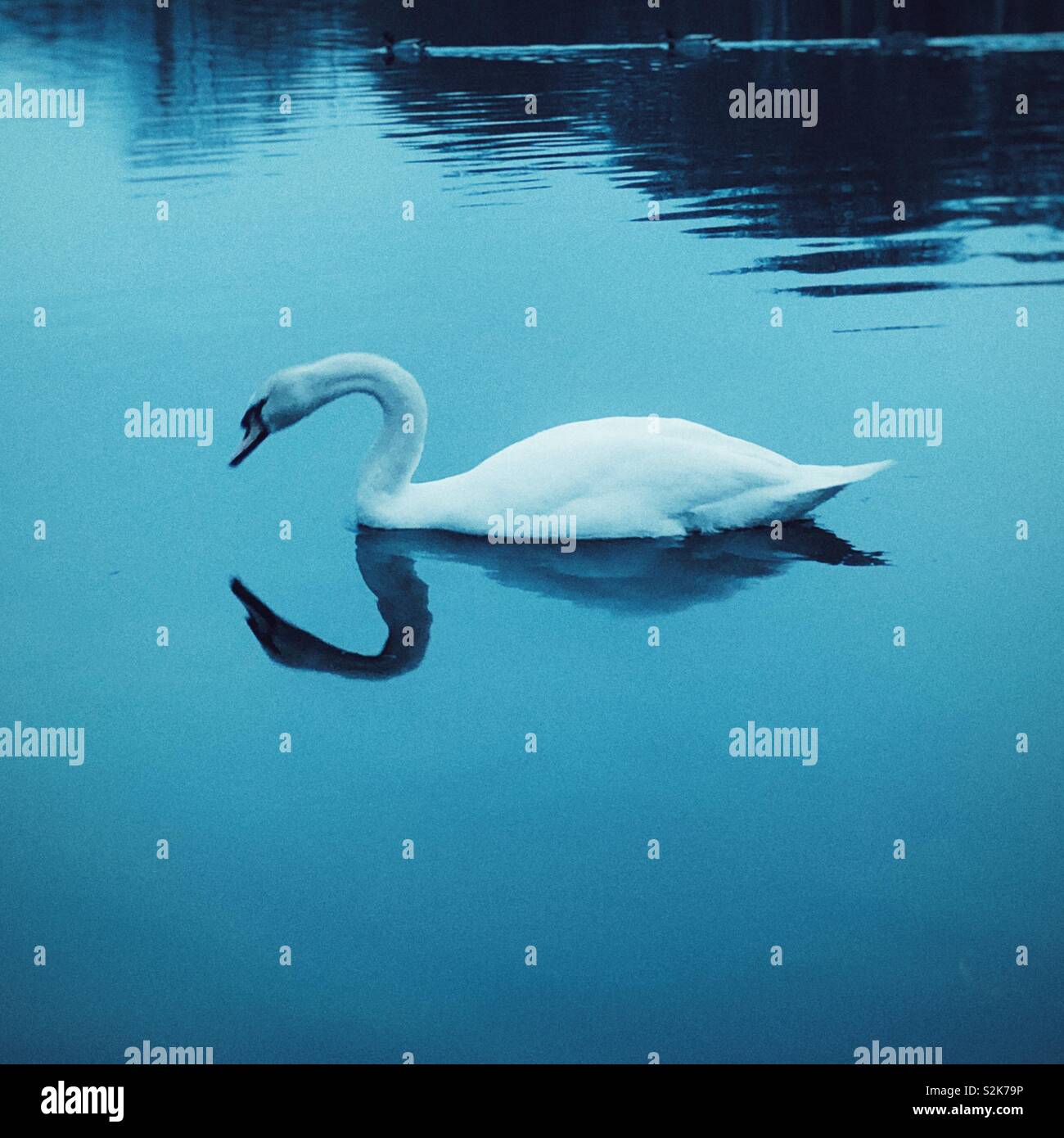 Swan peering at its own reflection Stock Photo - Alamy