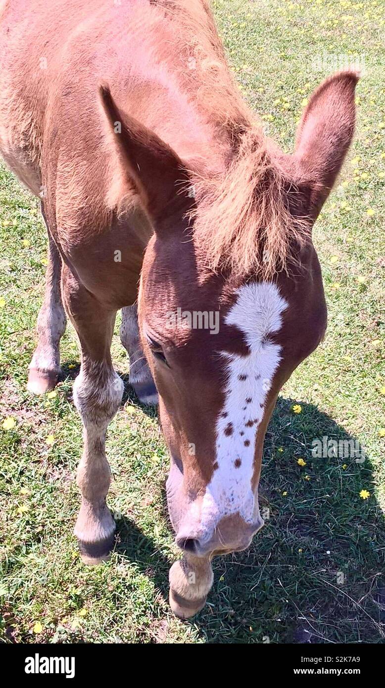 Ginger ninja hi-res stock photography and images - Alamy