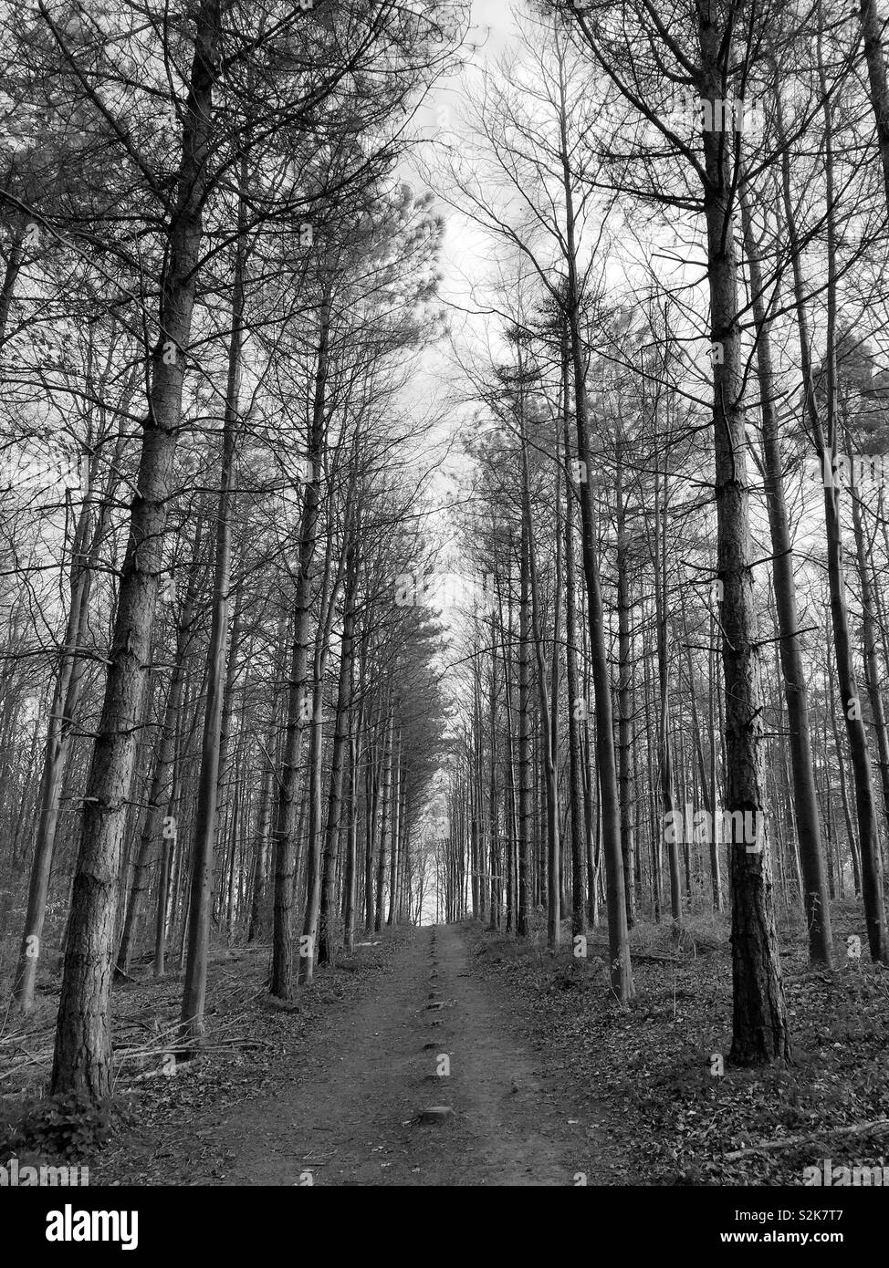 Spring walk through the woods Stock Photo - Alamy