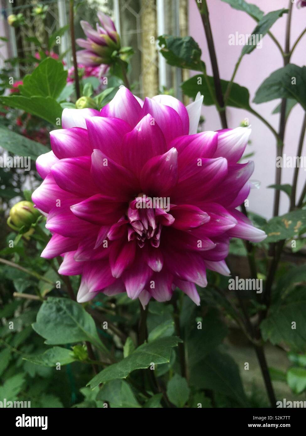 Daliah hi-res stock photography and images - Alamy