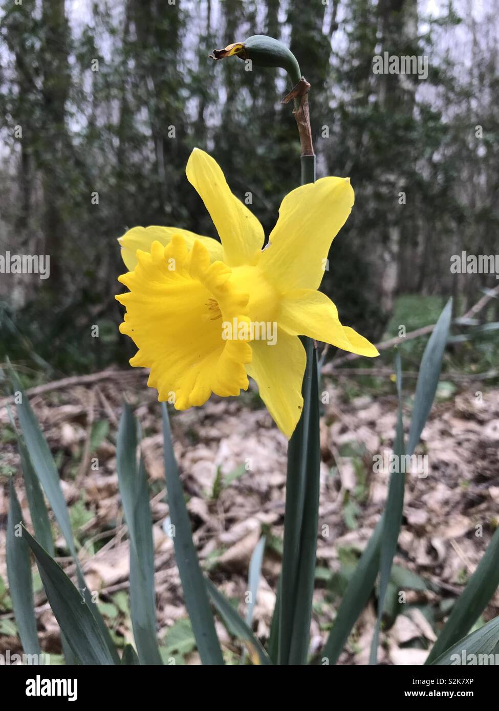 Daffodil stem hi-res stock photography and images - Alamy