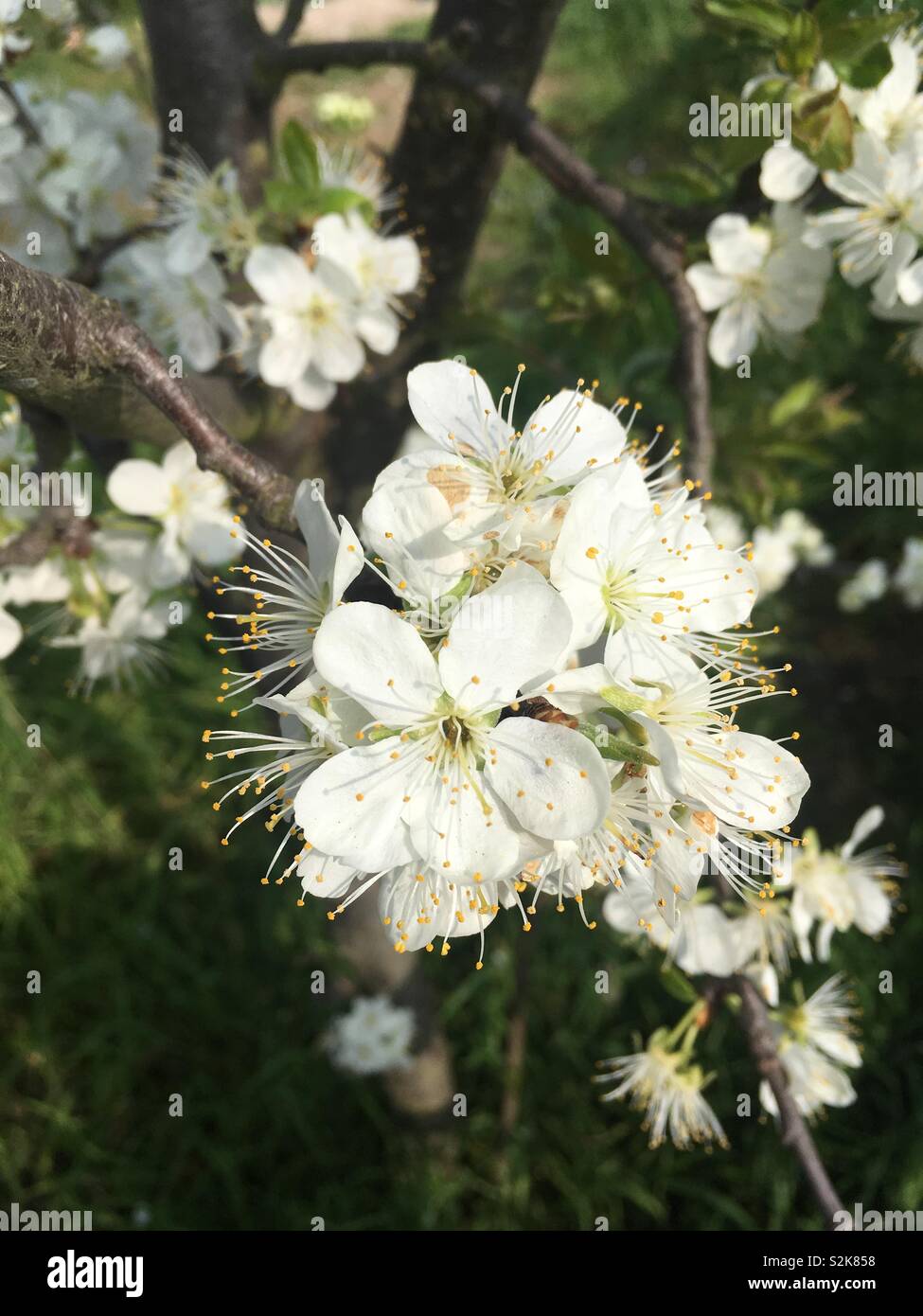 Flower shrub tree hi-res stock photography and images - Alamy