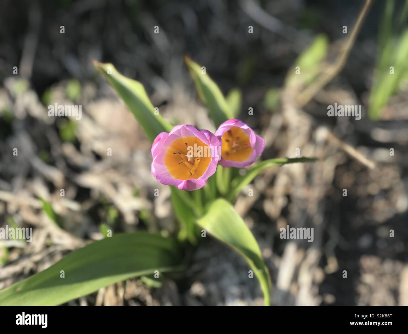 Inside the stem hi-res stock photography and images - Alamy