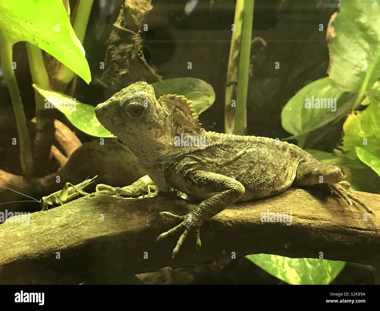 Reptile on branch hi-res stock photography and images - Alamy