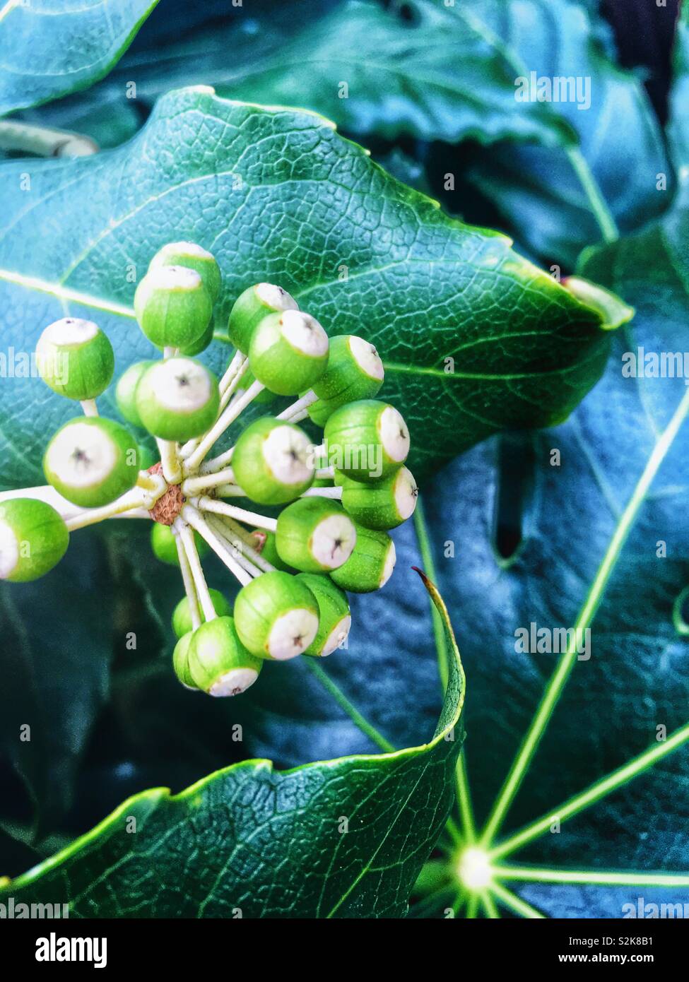 Intricate plant life hi-res stock photography and images - Alamy