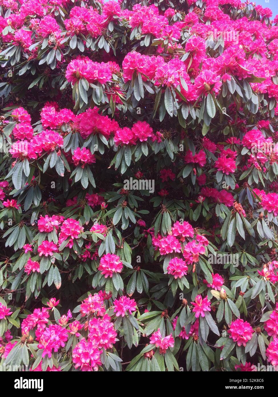 Rhododendrons in bloom hi-res stock photography and images - Alamy