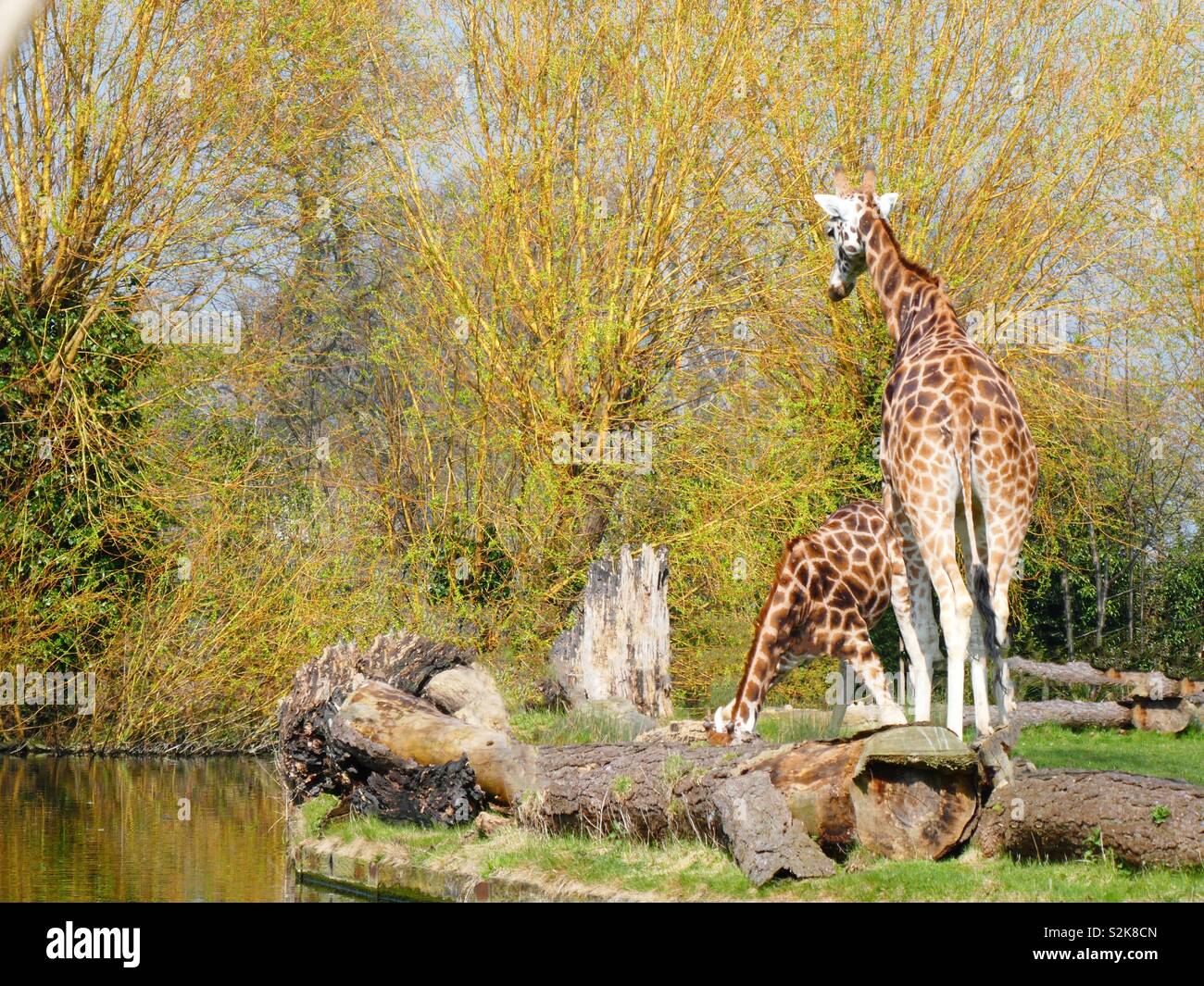 Giraffe stands hi-res stock photography and images - Alamy