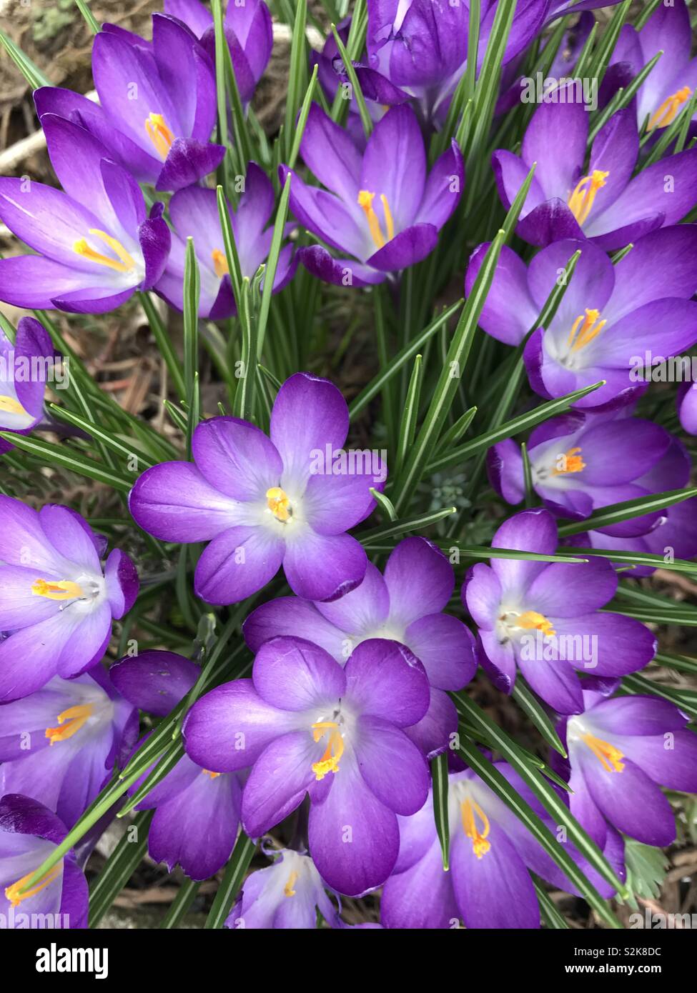 Purple crocus blooms hi-res stock photography and images - Alamy
