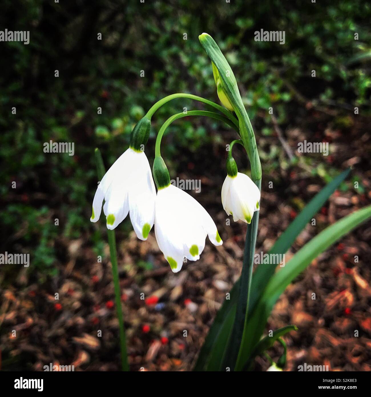 Snowdrop leaves hi-res stock photography and images - Alamy