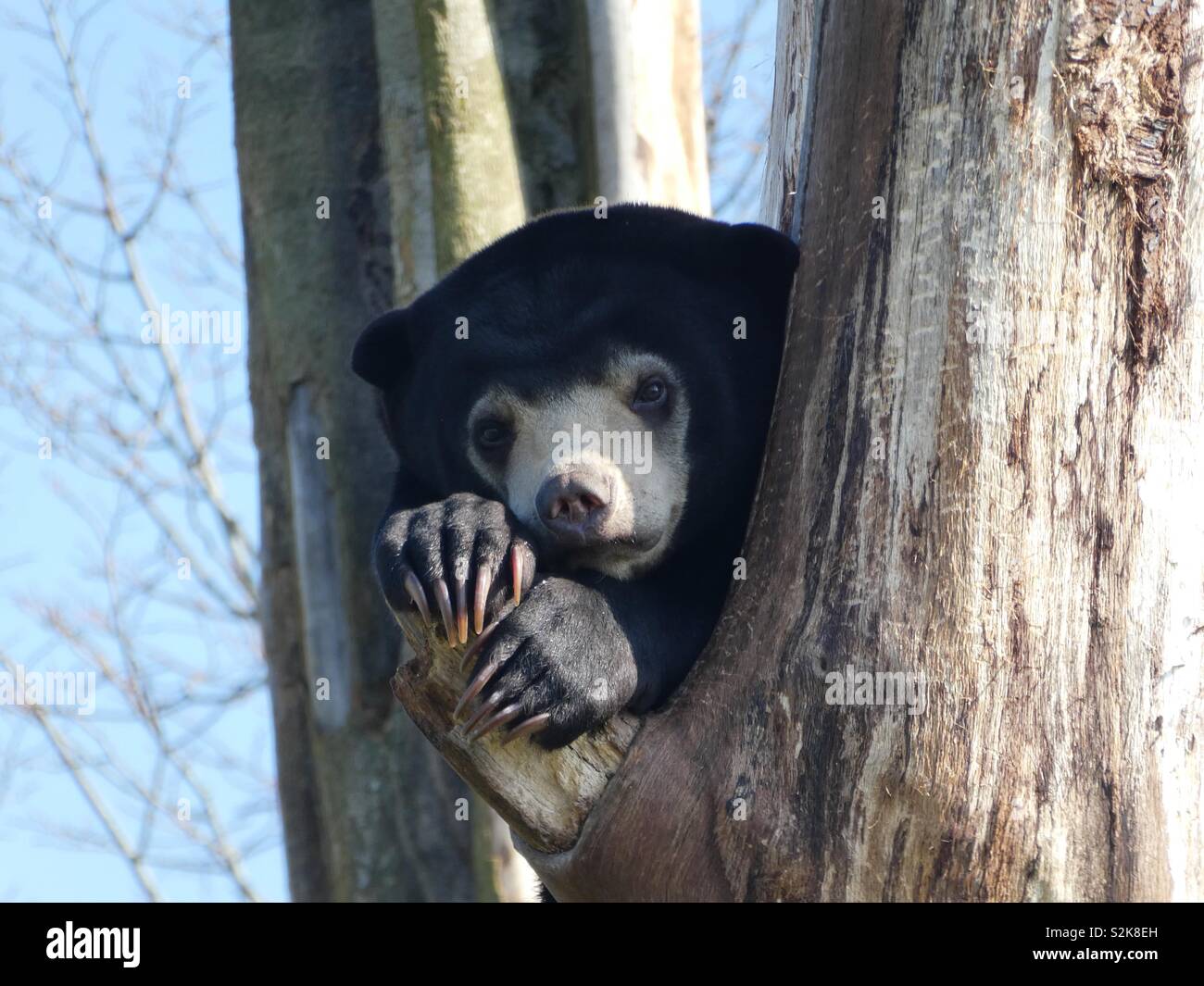 Sun bear tree hi-res stock photography and images - Alamy