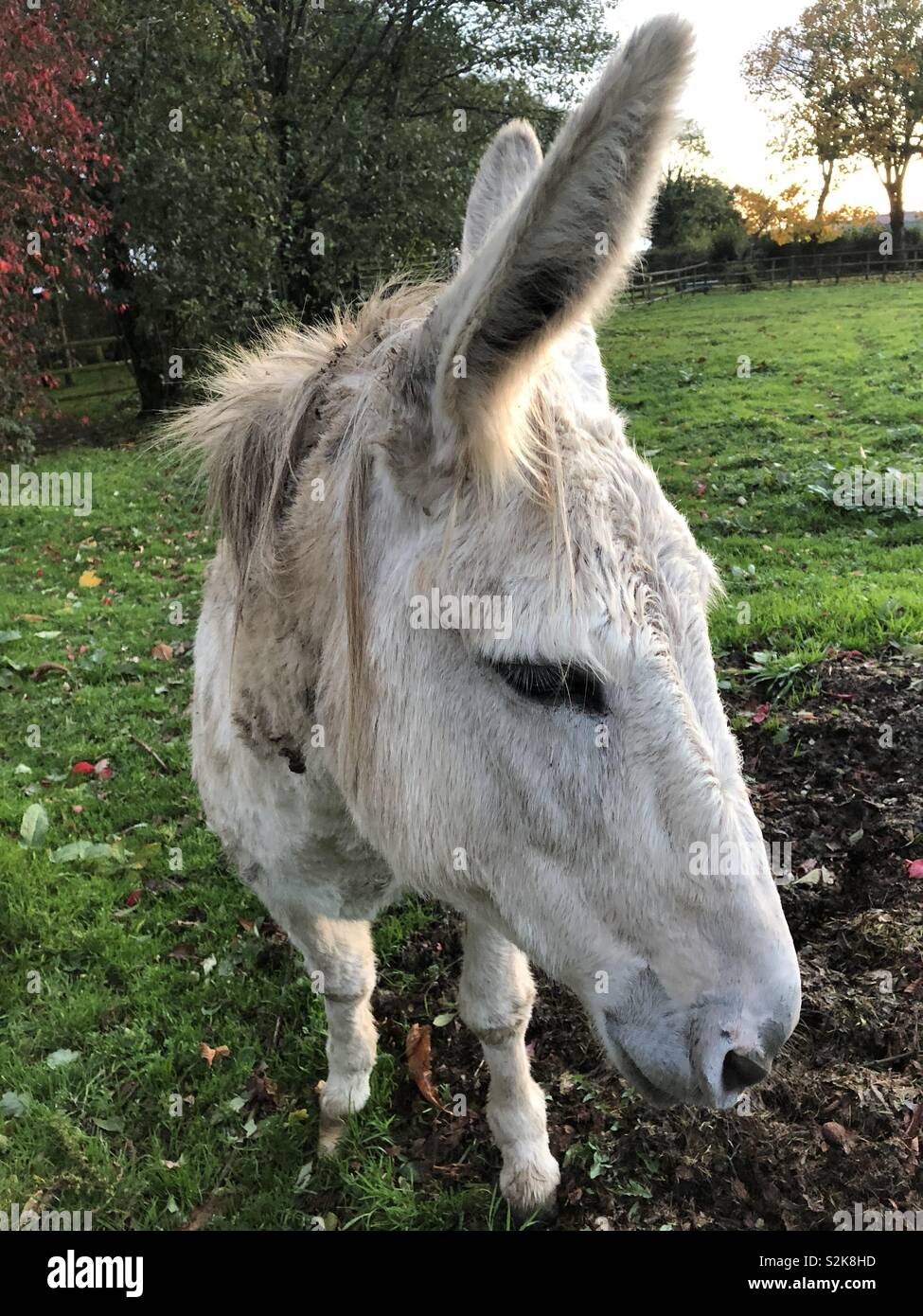 Donkey close up Stock Photo - Alamy