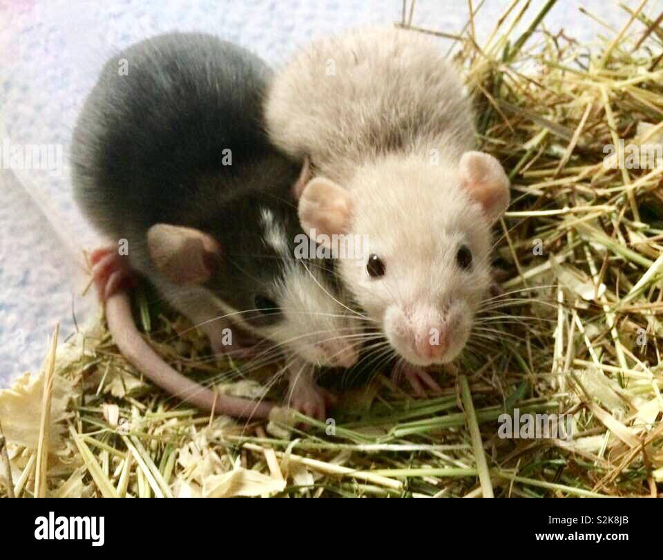 Missy and Monkey Stock Photo - Alamy