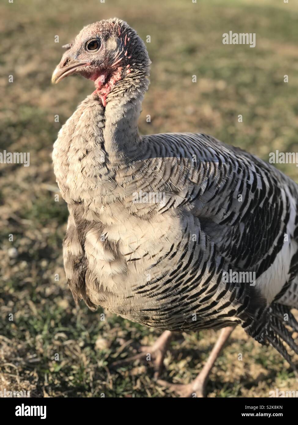 Turkey white hi-res stock photography and images - Alamy